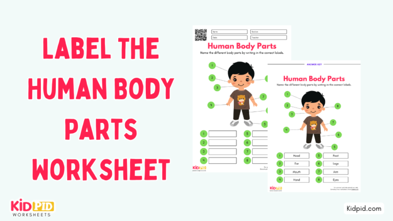 Label The Human Body Parts Worksheet - Kidpid