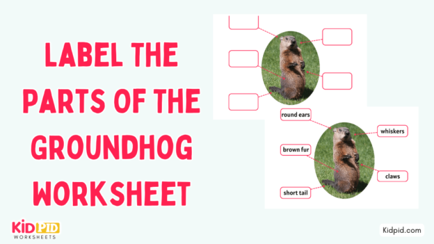 Label The Parts Of The Groundhog Worksheet - Kidpid