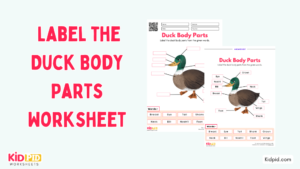 Label the Duck Body Parts Worksheet - Kidpid