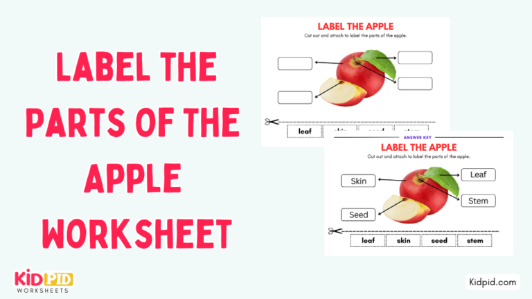 Label the Parts Of The Apple Worksheet - Kidpid