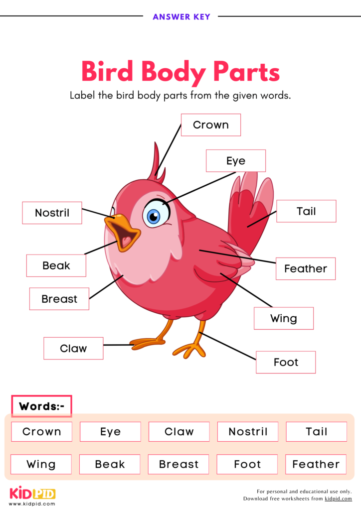 Label Bird Body Parts Worksheet - Kidpid