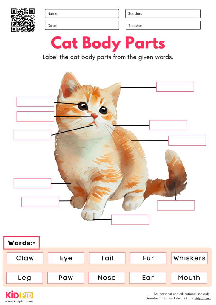 Label Cat Body Parts Worksheet - Kidpid