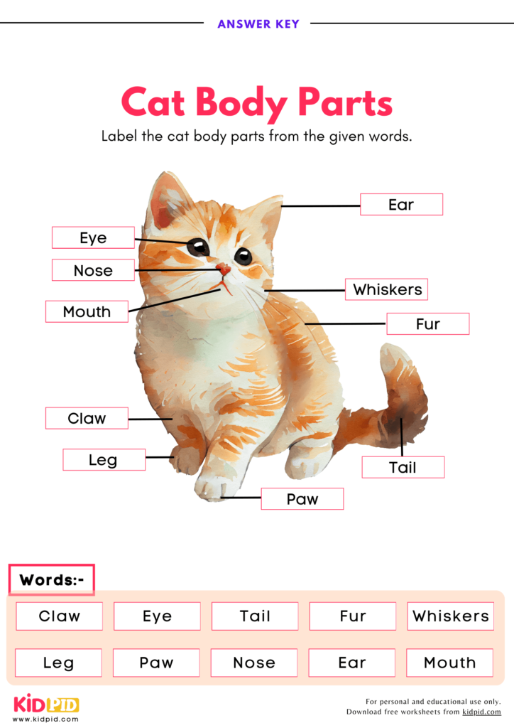 Label Cat Body Parts Worksheet - Kidpid