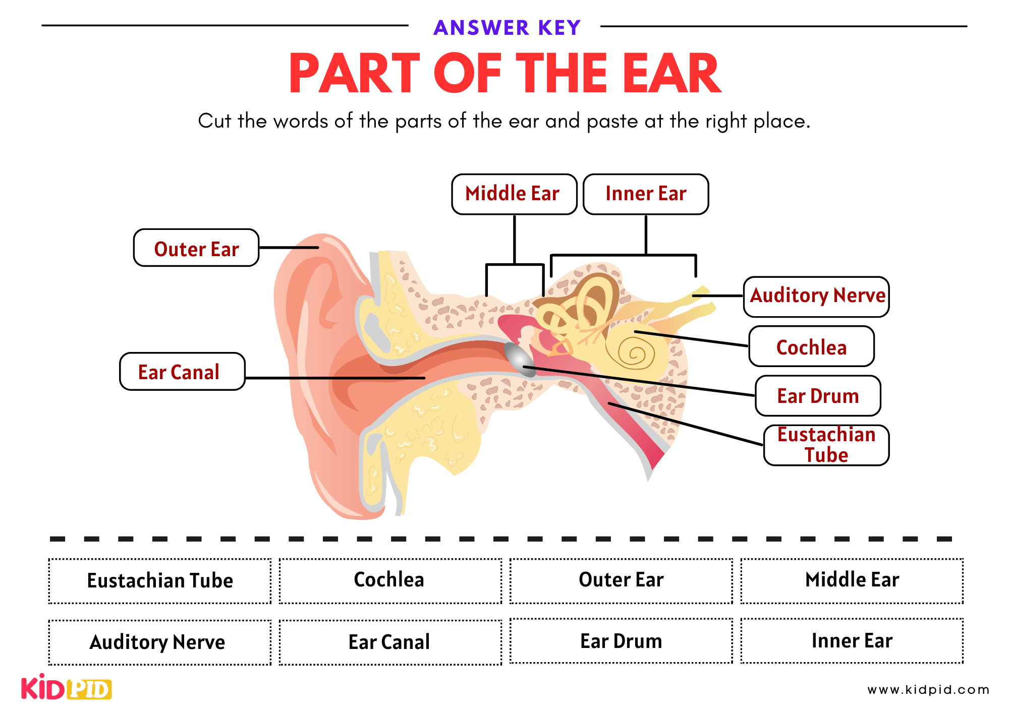 Label Parts of Ear Worksheet - Kidpid