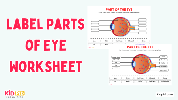 Label Parts of Eye Worksheet - Kidpid
