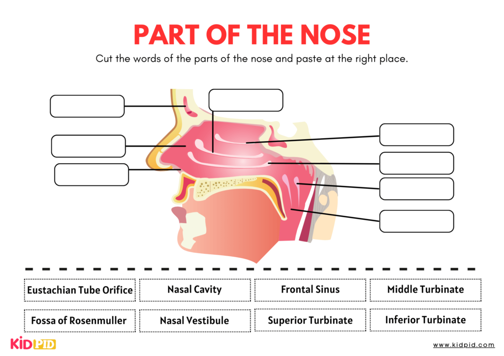 Label Parts of Nose Worksheet - Kidpid