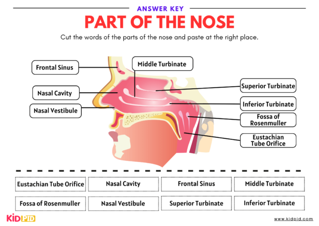 Label Parts of Nose Worksheet - Kidpid