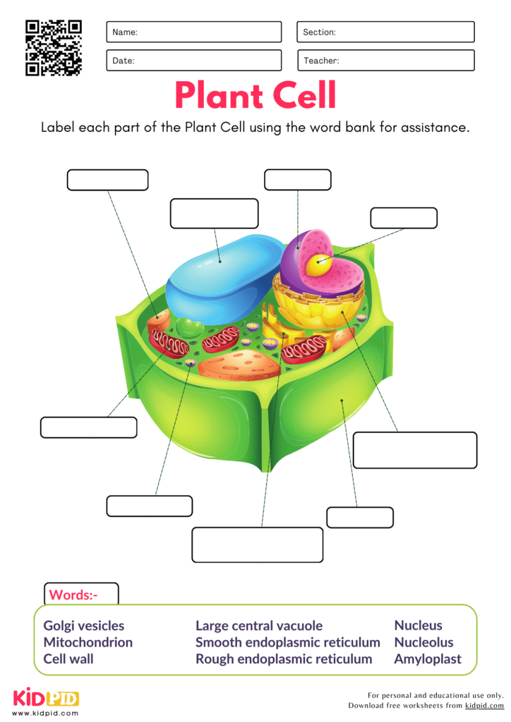 Label Parts of Plant Cell Worksheet - Kidpid
