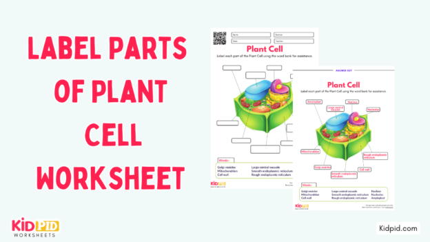 Label Parts of Plant Cell Worksheet - Kidpid