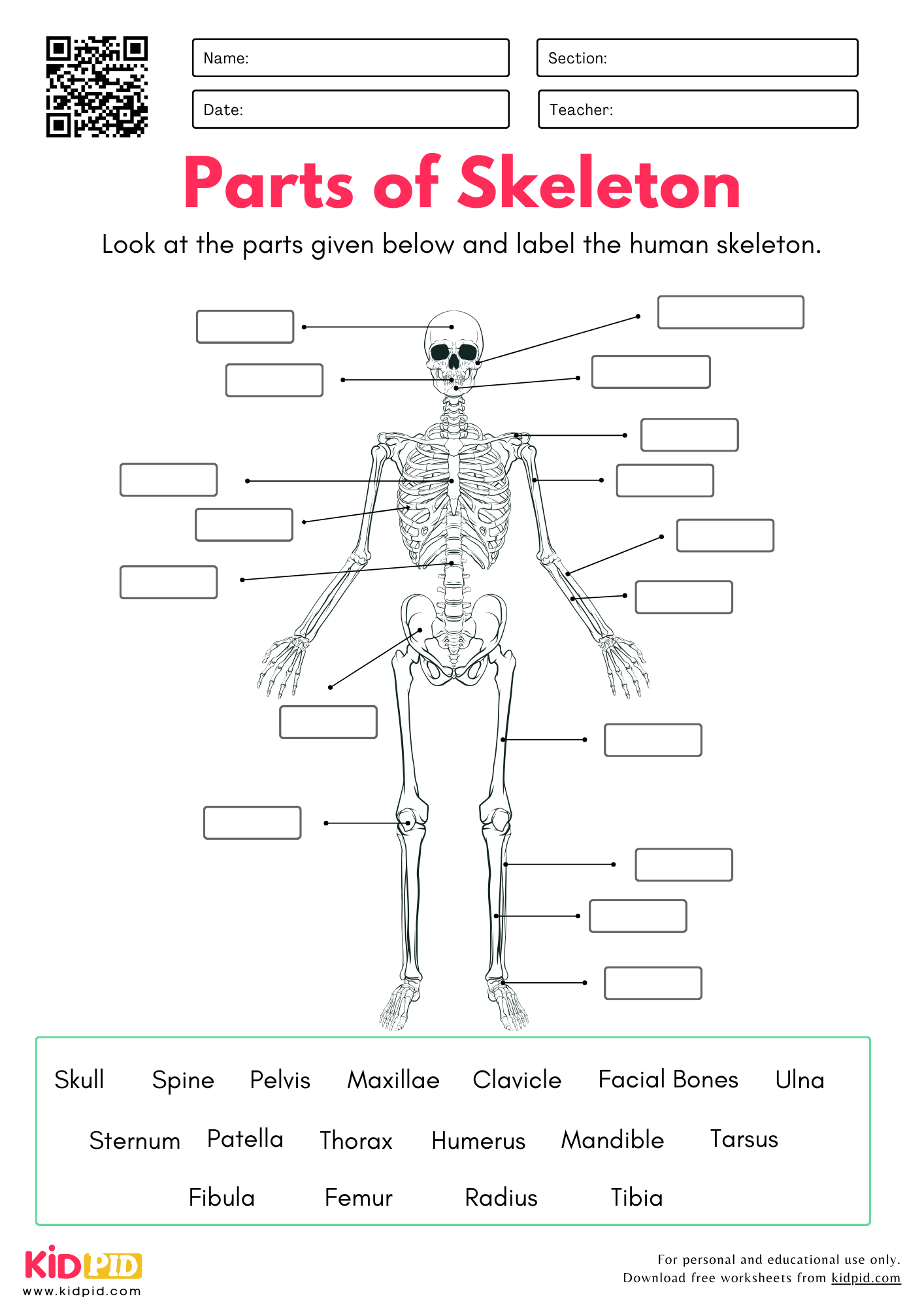 Label The Parts of Skeleton Worksheet - Kidpid