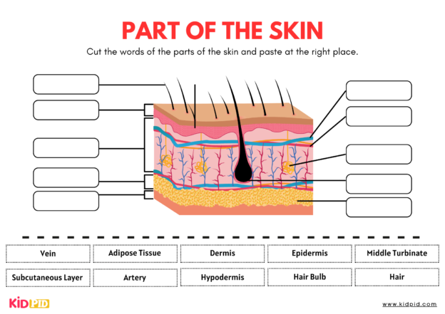 Label Parts of Skin Worksheet - Kidpid