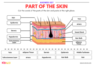 Label Parts of Skin Worksheet - Kidpid