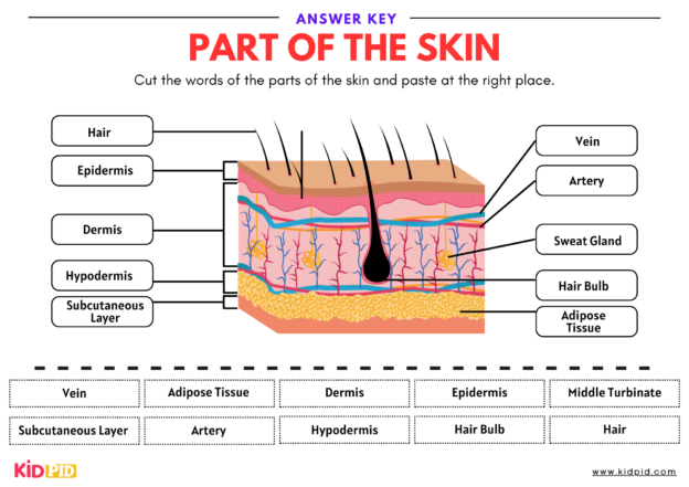 Label Parts of Skin Worksheet - Kidpid