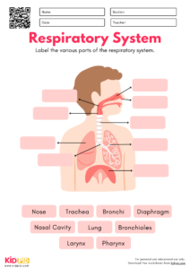 Label Respiratory System Worksheet - Kidpid