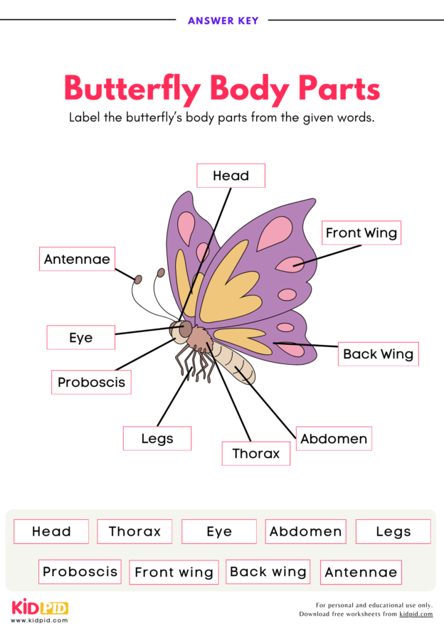 Label the Butterfly Body Parts Worksheet - Kidpid