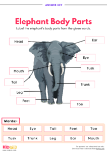 Label the Elephant Body Parts Worksheet - Kidpid