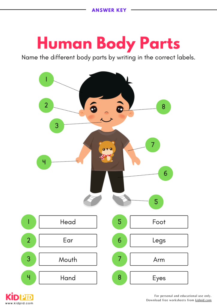 Label The Human Body Parts Worksheet - Kidpid