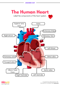 Label The Parts of Human Heart Worksheet - Kidpid