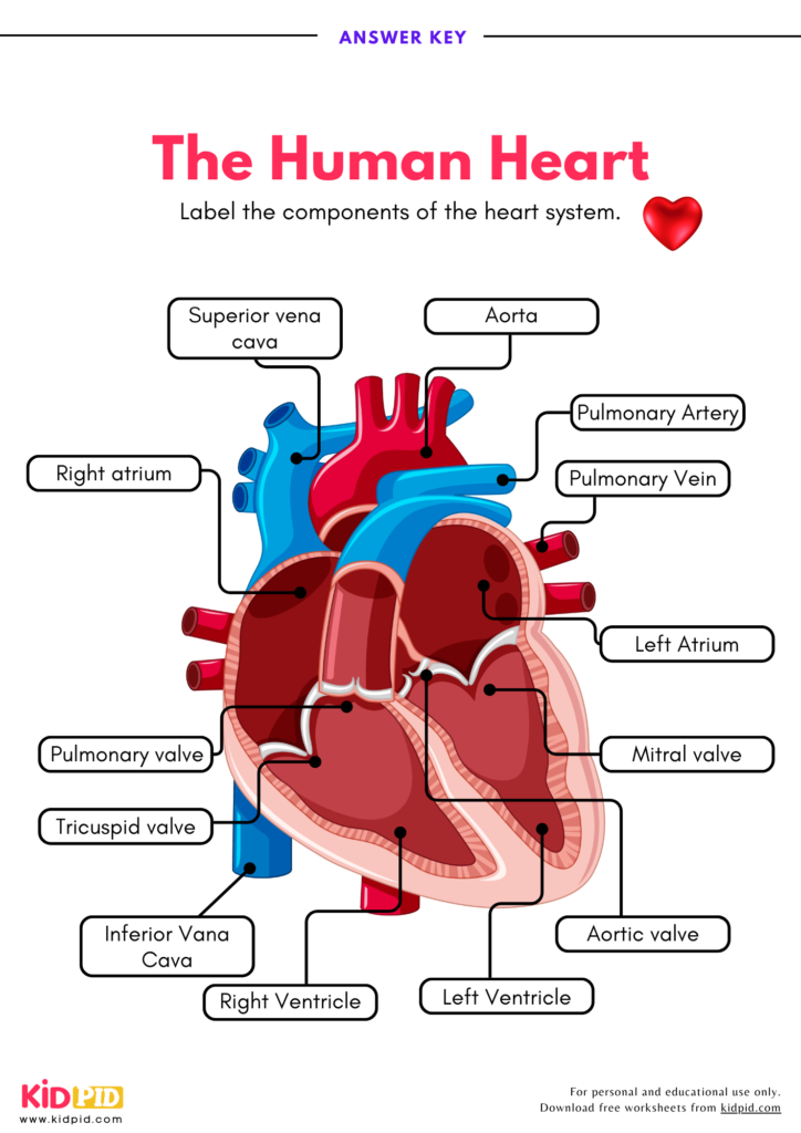 Label The Parts of Human Heart Worksheet - Kidpid