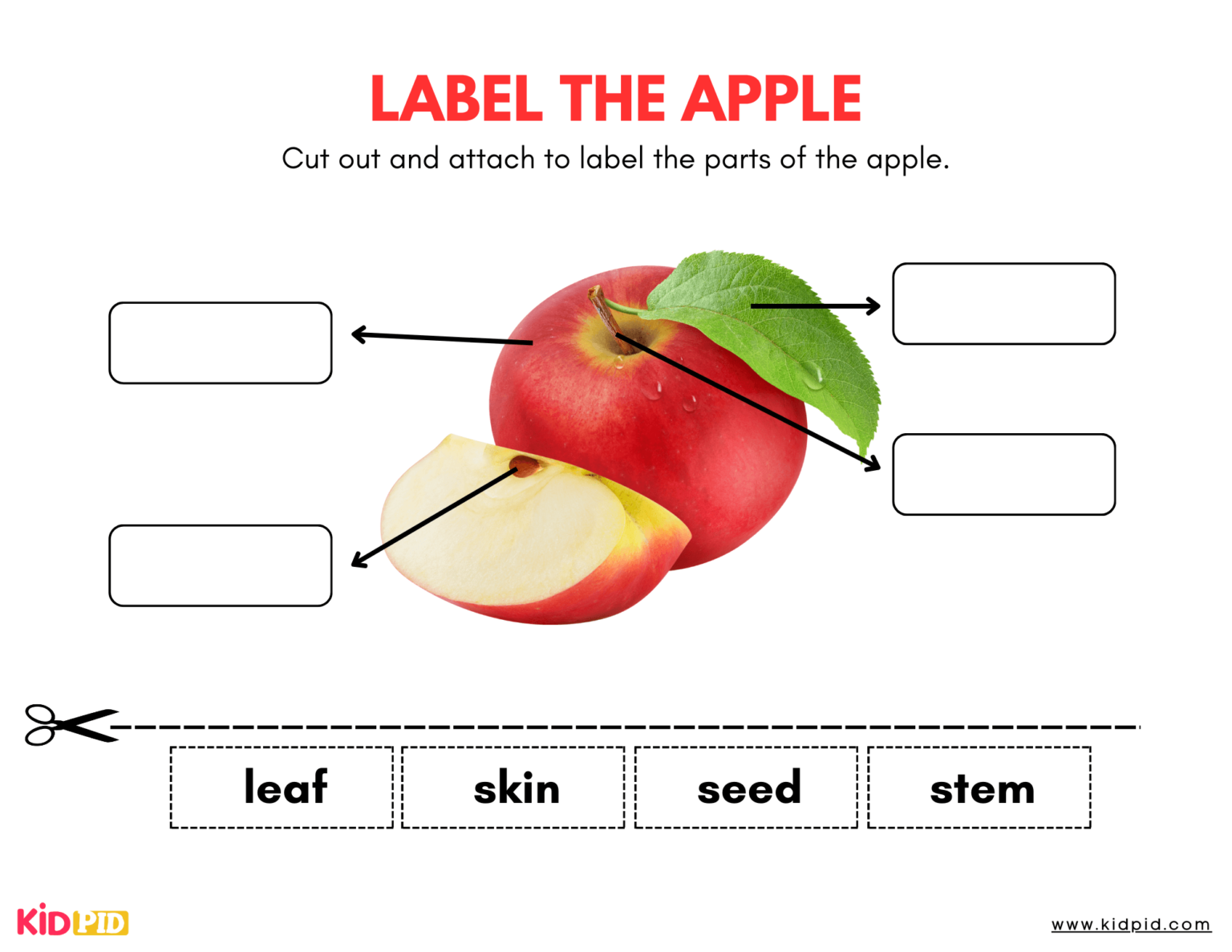 Label the Parts Of The Apple Worksheet - Kidpid