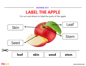 Label the Parts Of The Apple Worksheet - Kidpid