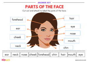 Label the Parts of the Face Worksheet - Kidpid
