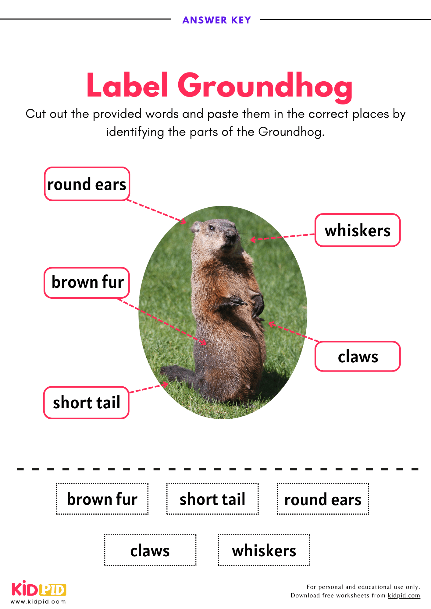 Label The Parts Of The Groundhog Worksheet - Kidpid