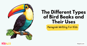 Paragraph on 'The Different Types of Bird Beaks and Their Uses' - Kidpid