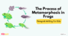 Paragraph on 'The Process of Metamorphosis in Frogs' - Kidpid