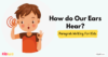 Paragraph on 'How Do Our Ears Hear?' - Kidpid