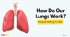 Paragraph on 'How Do Our Lungs Work?' - Kidpid