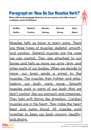 Paragraph on 'How Do Our Muscles Work?' - Kidpid