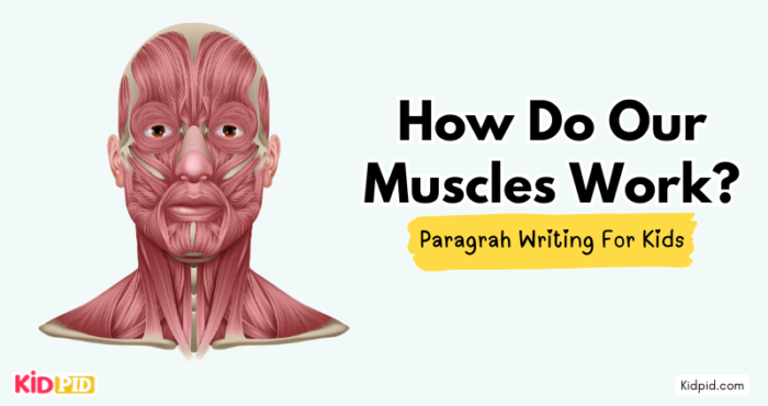 Paragraph on 'How Do Our Muscles Work?' - Kidpid