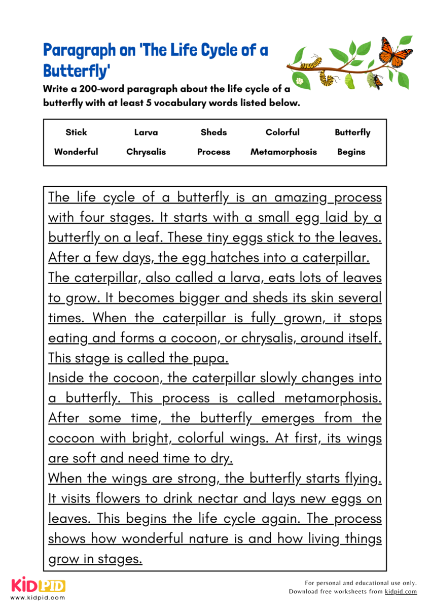 Paragraph on 'The Life Cycle of a Butterfly' - Kidpid