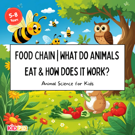 Food Chain – What Animals Eat and How It All Works - Kidpid
