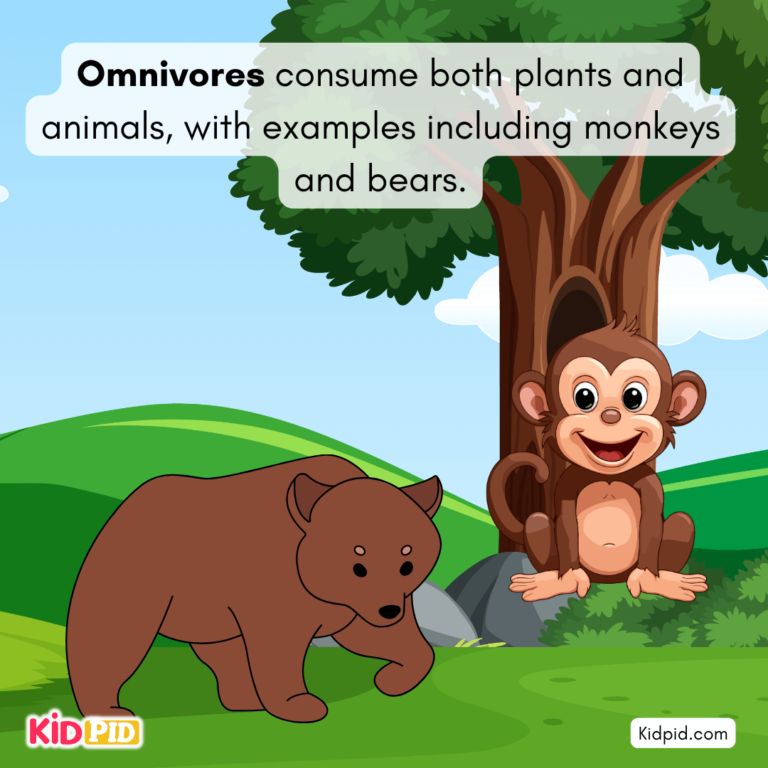 Food Chain – What Animals Eat and How It All Works - Kidpid