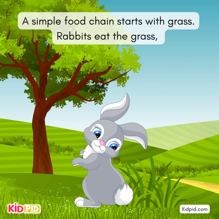 Food Chain – What Animals Eat and How It All Works - Kidpid
