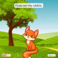 Food Chain – What Animals Eat and How It All Works - Kidpid