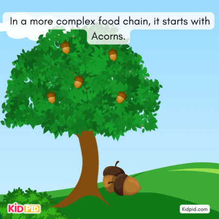Food Chain – What Animals Eat and How It All Works - Kidpid