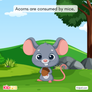 Food Chain – What Animals Eat and How It All Works - Kidpid