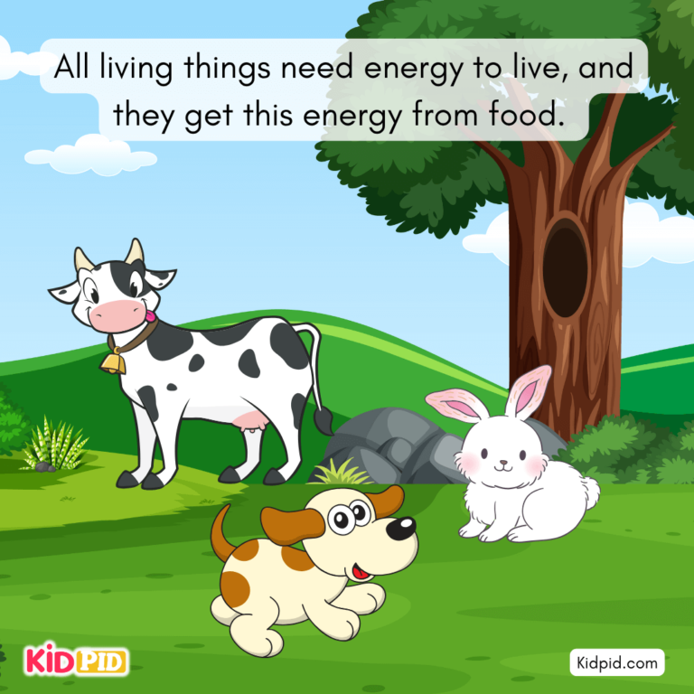Food Chain – What Animals Eat and How It All Works - Kidpid