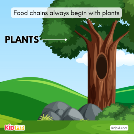 Food Chain – What Animals Eat and How It All Works - Kidpid