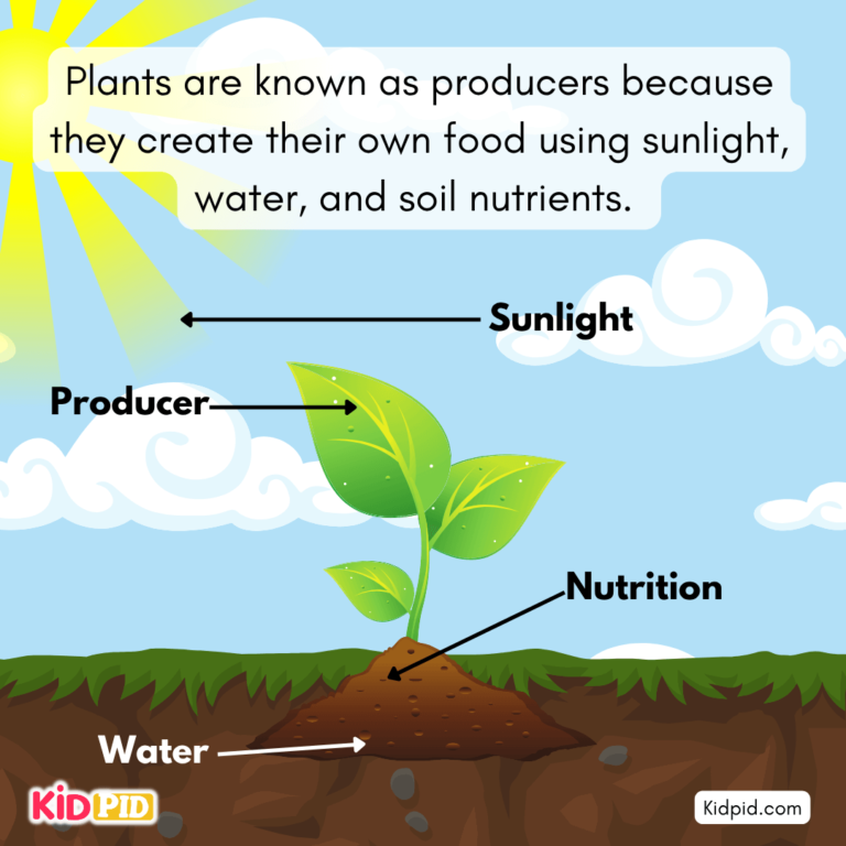 Food Chain – What Animals Eat and How It All Works - Kidpid