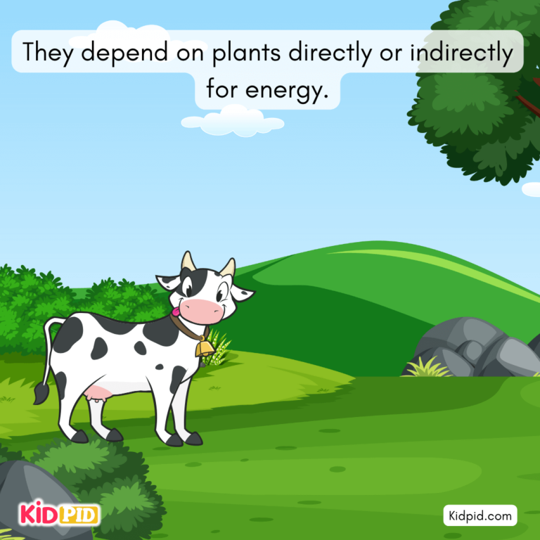 Food Chain – What Animals Eat and How It All Works - Kidpid