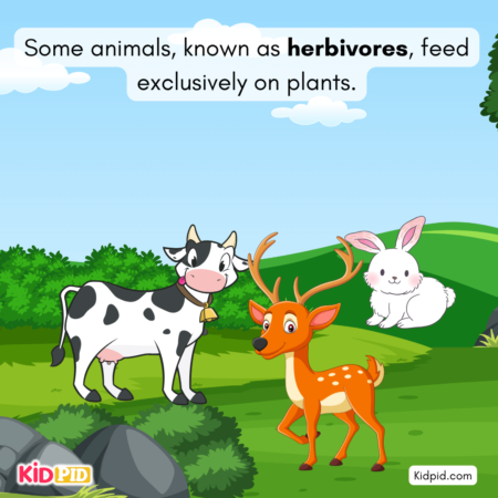 Food Chain – What Animals Eat and How It All Works - Kidpid