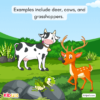 Food Chain – What Animals Eat and How It All Works - Kidpid