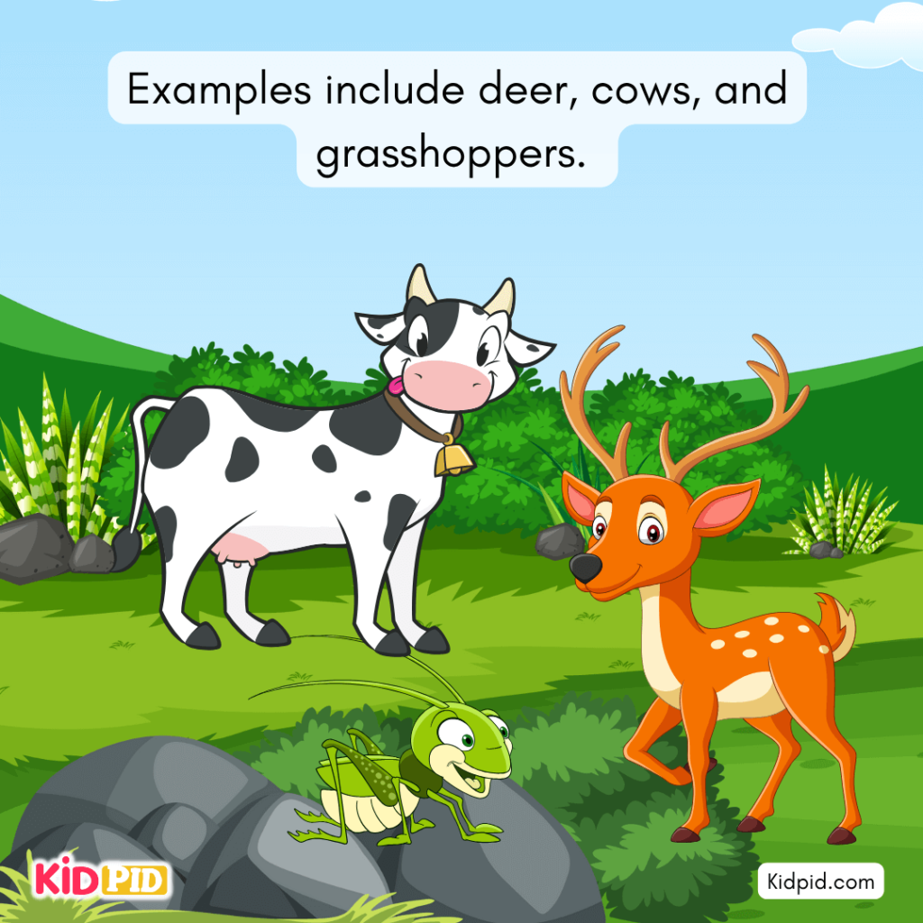 Food Chain – What Animals Eat and How It All Works - Kidpid