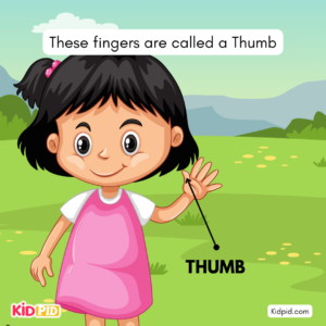 Explore the Parts of the Body – THE HAND - Kidpid