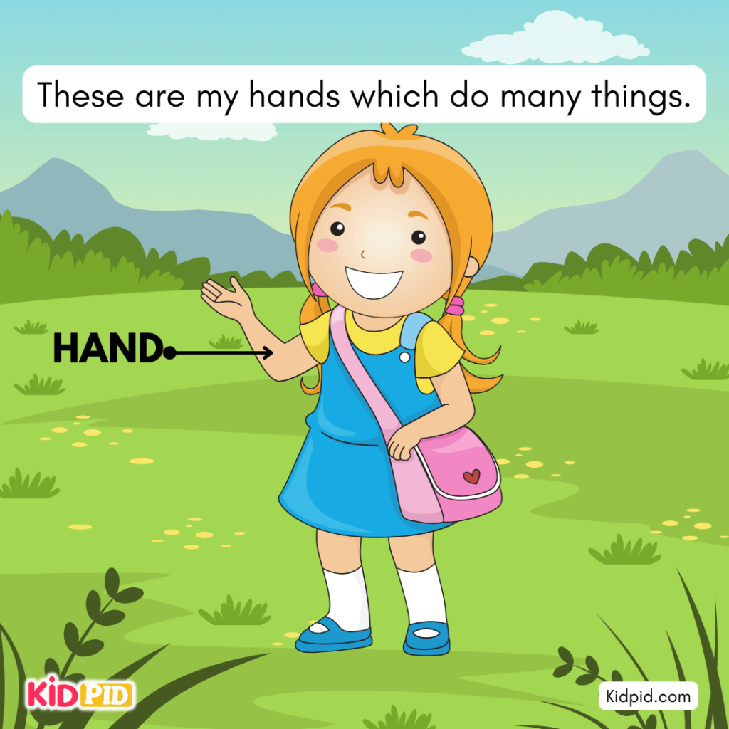 Explore the Parts of the Body – THE HAND - Kidpid