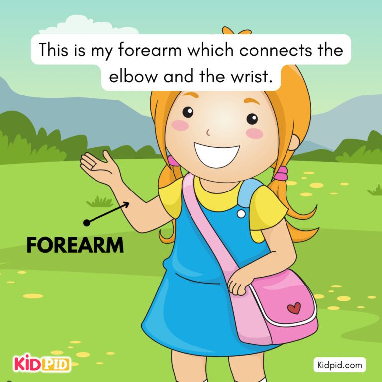 Explore the Parts of the Body – THE HAND - Kidpid
